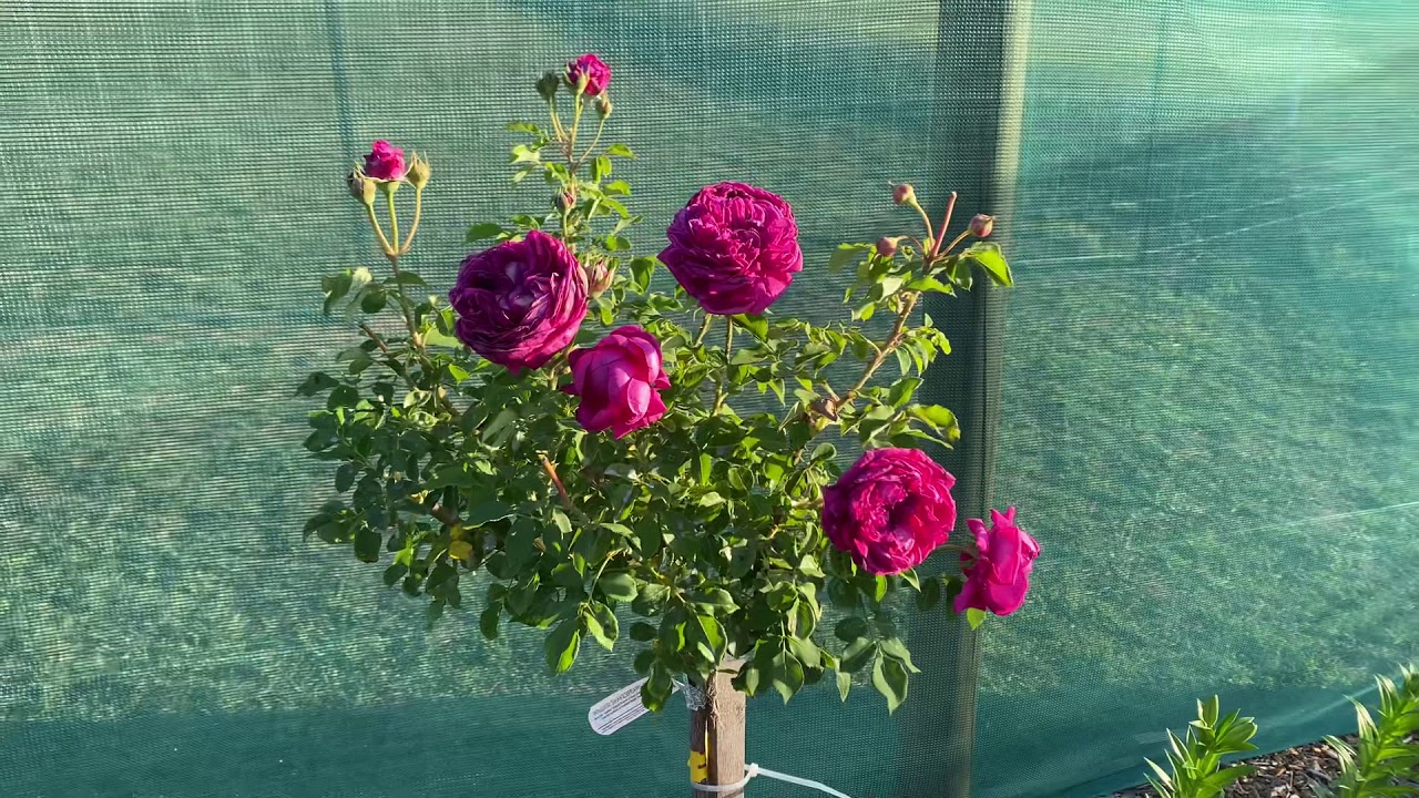 Rose splendour . Standard roses - YouTube