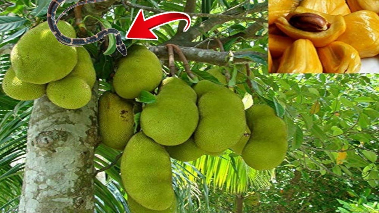 It' my new village vlog video/Today cutting big fruit/Odisha bm vlog ...