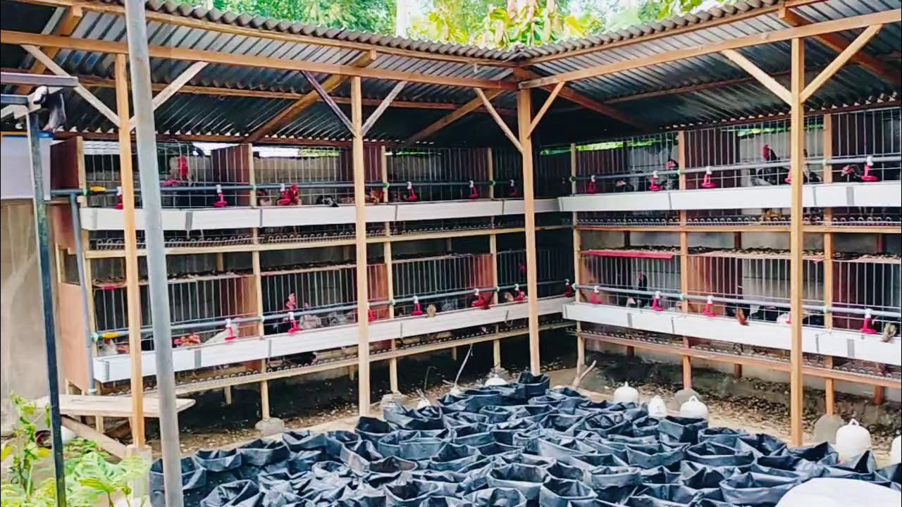 Peternakan ayam kampung petelur - YouTube