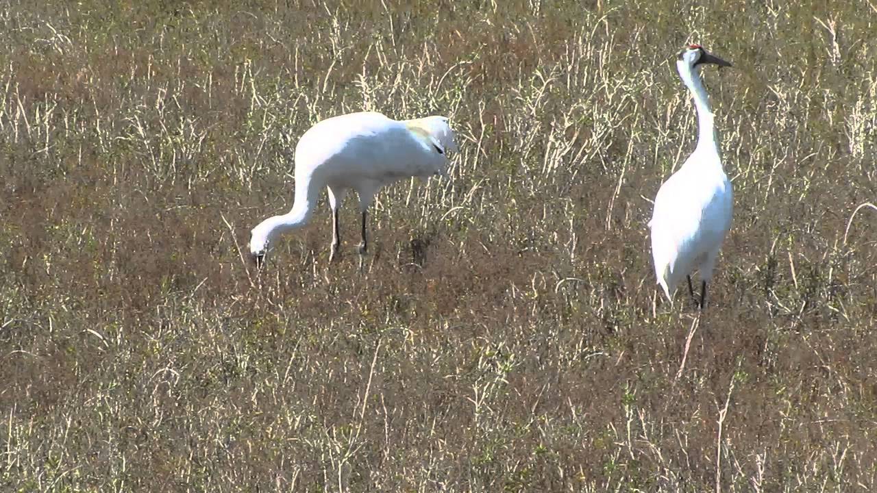 Whooping Crane gulps down snake - YouTube