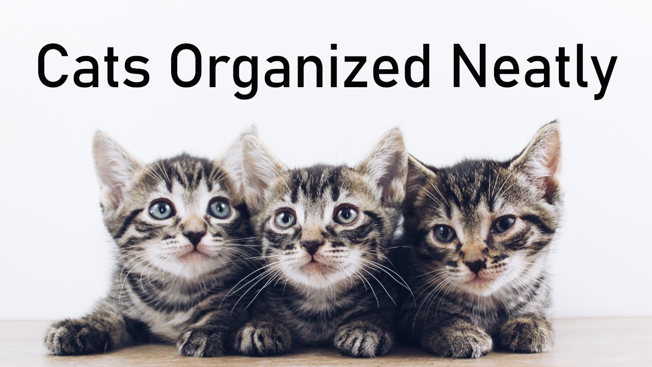 Cats Organized Neatly, part 1 - YouTube