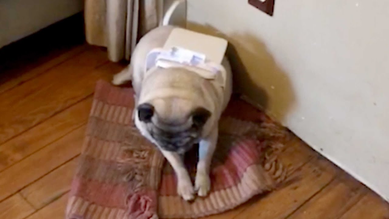 Guilty Pug Caught Stuck In Bin - YouTube