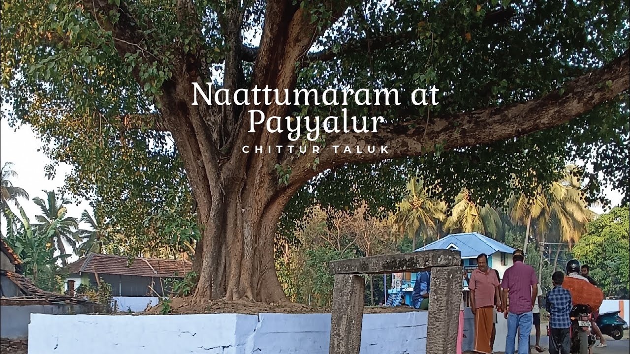 Naattumaram at Payloor I Arayaal - YouTube