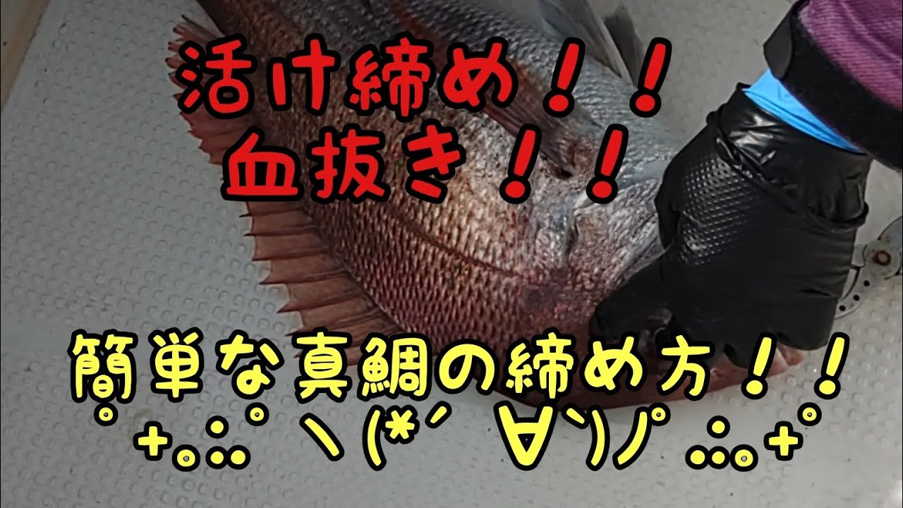 【活け締め】簡単な真鯛の締め方と血抜き方法！！ - YouTube
