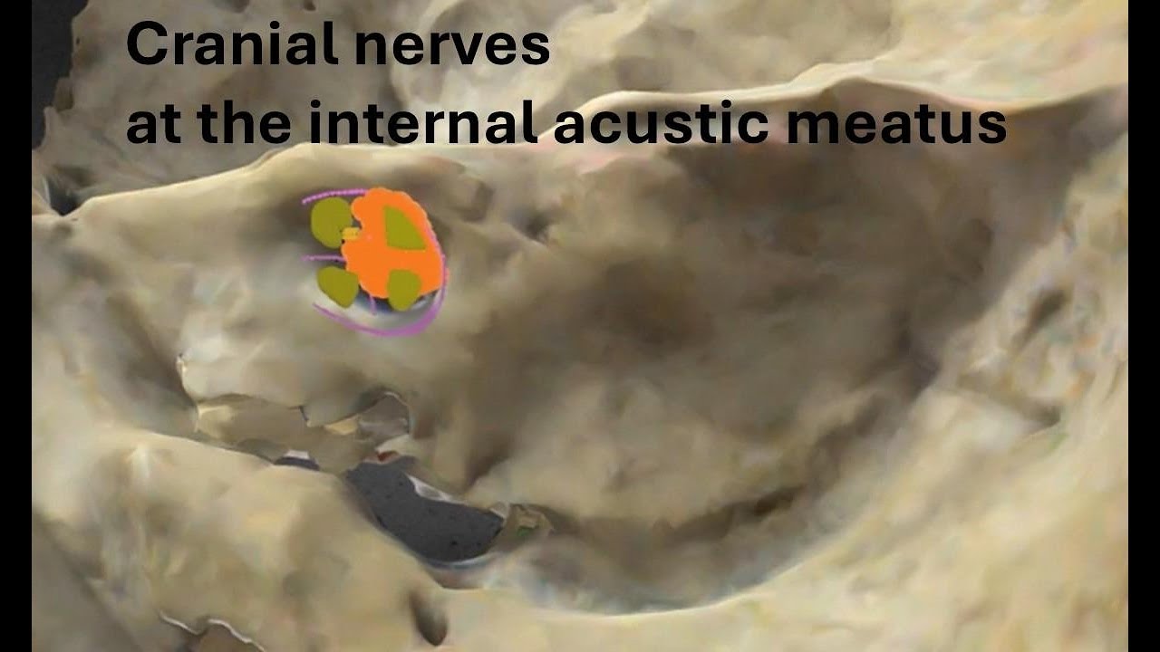 Cranial nerves at IAM - YouTube