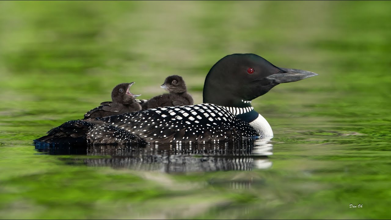 How to Photo Common Loon? - YouTube