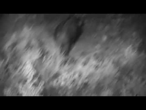 Bowhuntng Bushpig with Bowtech Btx 28 @ Izilo Hunting Safaris - YouTube