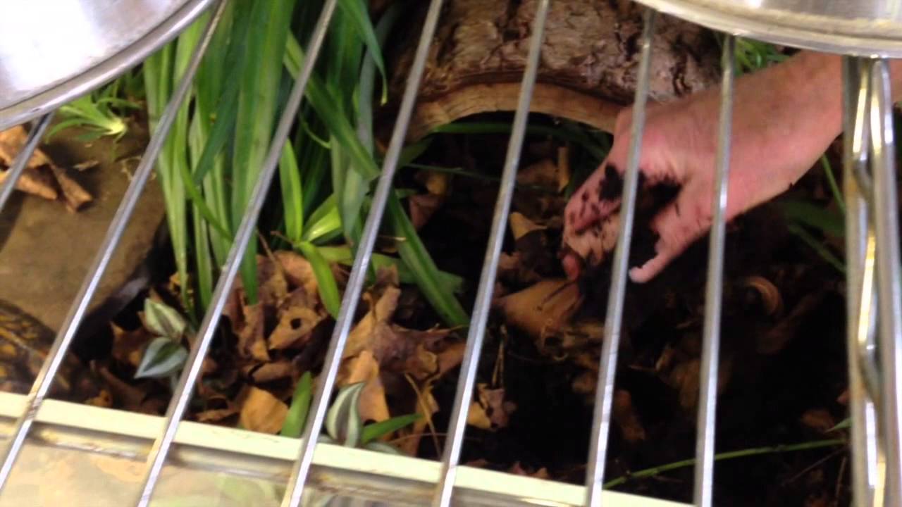 Sparky -substrate care-box turtle care - YouTube
