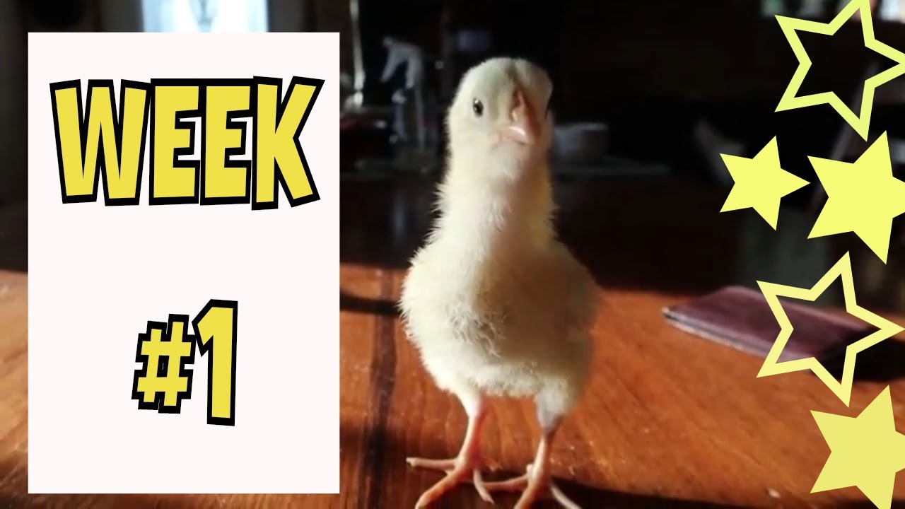 RAISING RUSTIC RANGERS CHICKS OFF GRID | WEEK ONE - YouTube