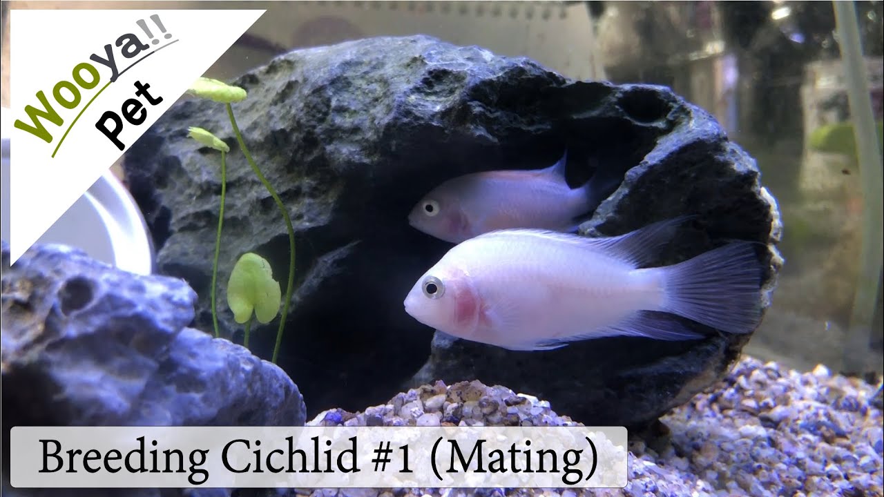 [WooyaPet#5] Breeding Cichlid#1(Mating) - YouTube