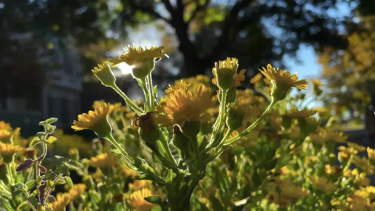 WATCH NOW: Native pollinators in Harriet McCarthy’s garden - YouTube