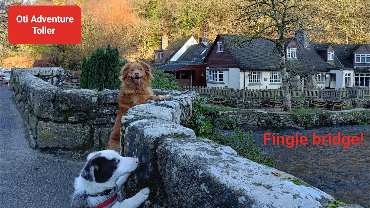 Today's puppy walk - Fingle bridge, jumps for Oti but too cold to swim ...