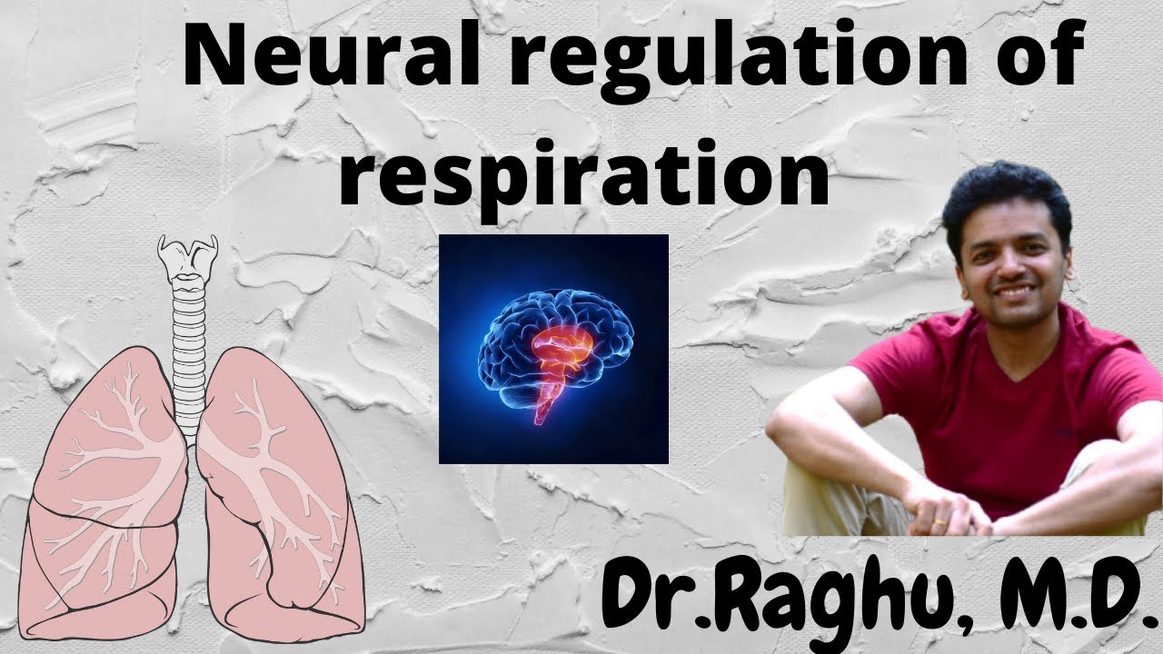 Neural Regulation of Respiration | Respiratory physiology - YouTube