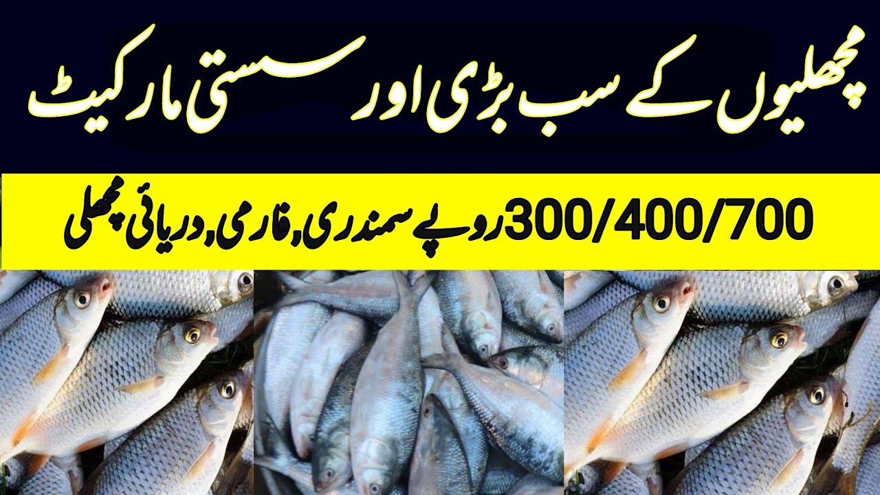 Pakistan Biggest Fish Market | Cheap Fish Market in Rawalpindi | Fresh ...