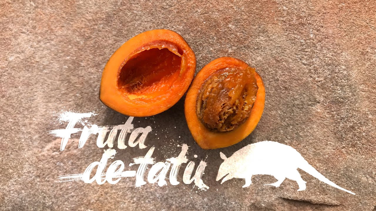 FRUTA DE TATU | ou Guapeva anã - YouTube