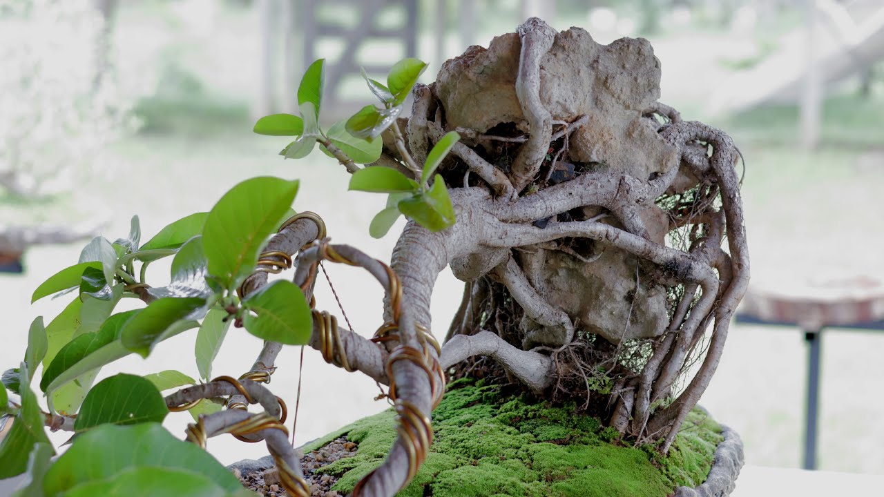Jane o Bonsai de Gameleira - Penjing / Literati (Ficus enormis) 10 ...
