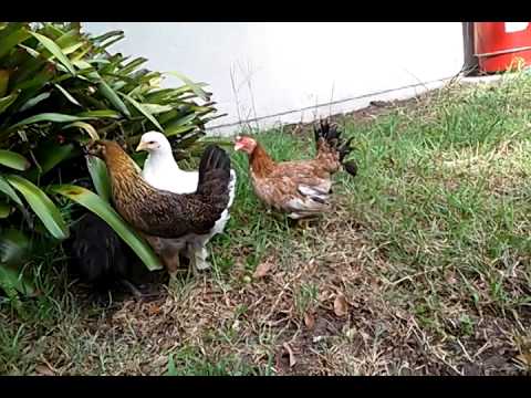 Airplanes scare chickens - YouTube