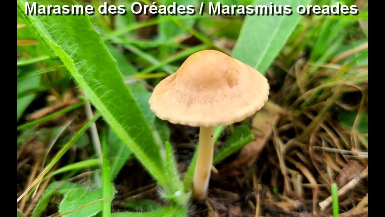 Le Marasme des Oréades (Marasmius oreades ) - YouTube