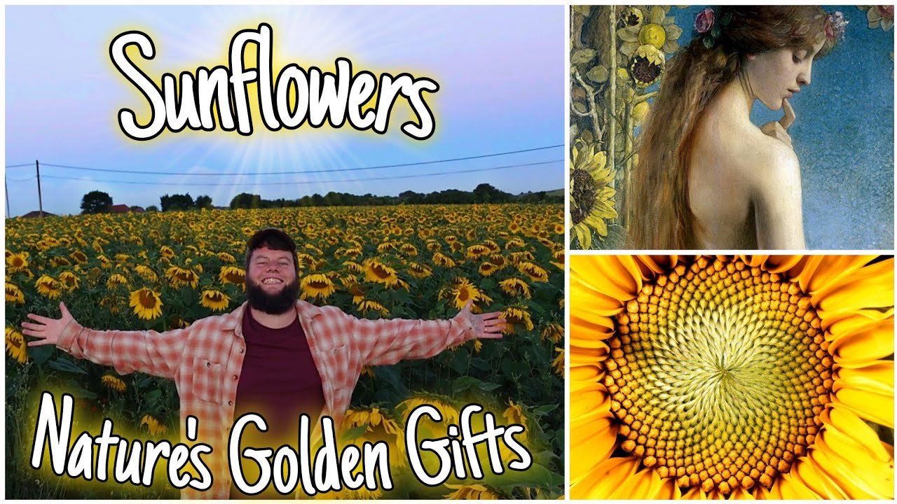 Sunflowers: Nature's Golden Gifts 🌻 Facts, Health Benefits & History ...