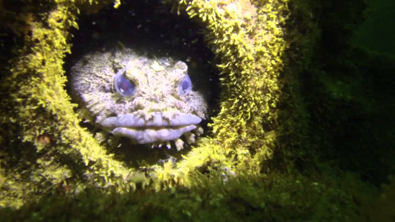 Toad (Fish) Hollow - YouTube
