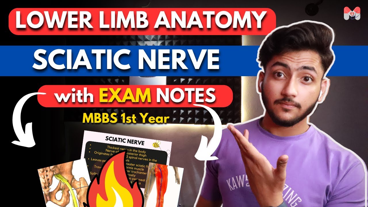 Lower Limb Anatomy- Sciatic Nerve | MBBS 1st Year | Full Explanation ...