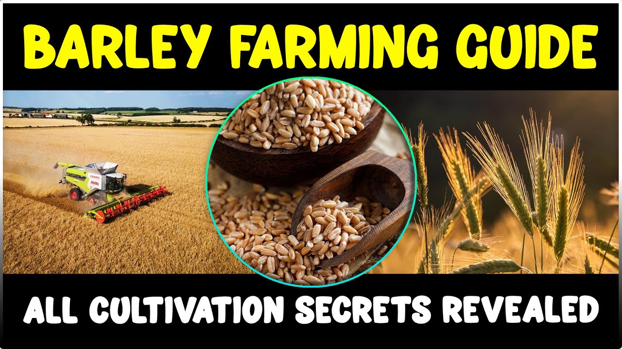 Barley Farming: Cultivation Secrets Revealed - YouTube