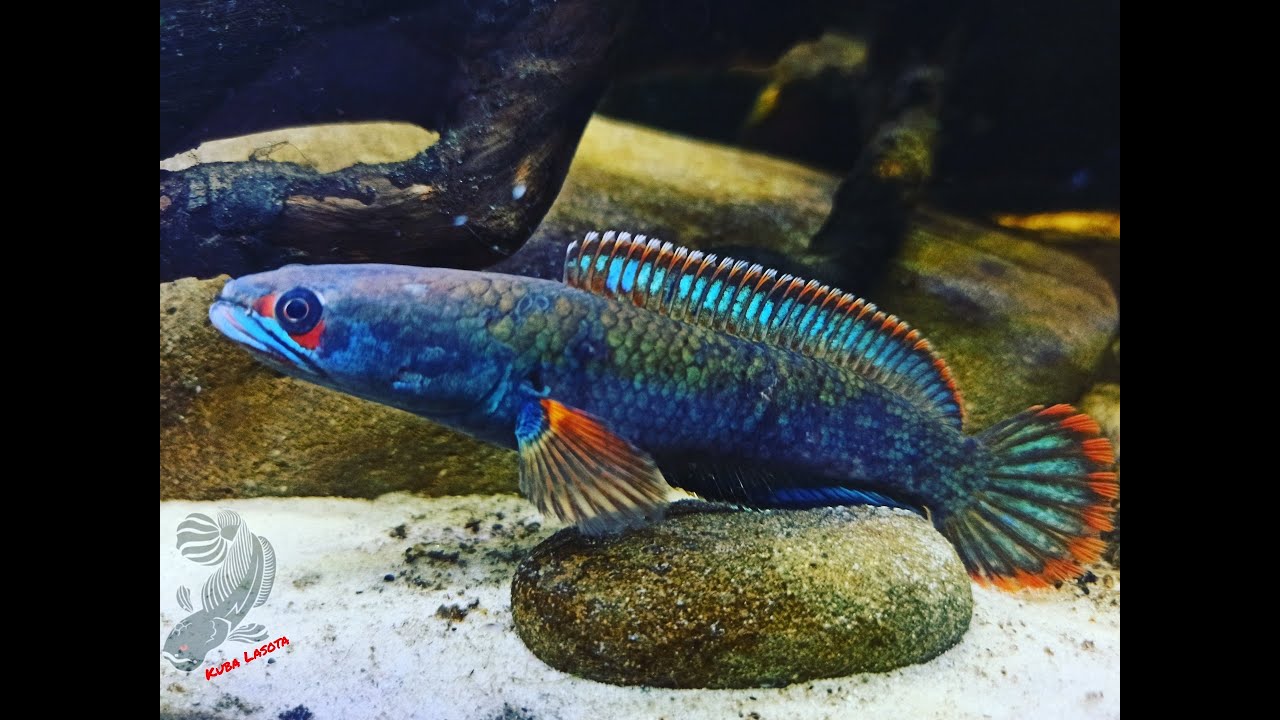 snakehead channa fire and ice natural biotop aquarium - YouTube