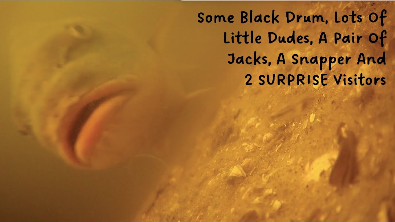 Underwater Black Drum, Snapper, Jacks & A Surprise Visitor - YouTube