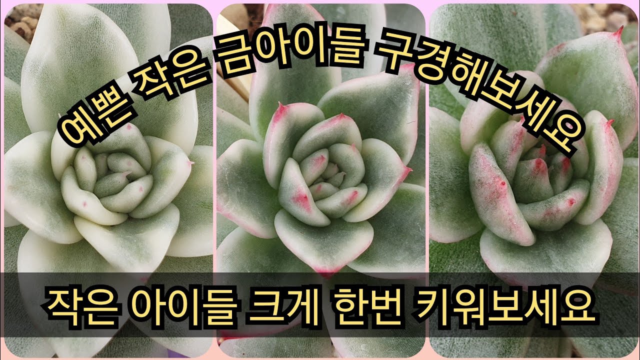 2월 3일 블루진 행복이 레인보우 등 작은 아이들 저렴하게 드려요 다육 다육이금 다육이 다육식물 다육이키우기 금다육
