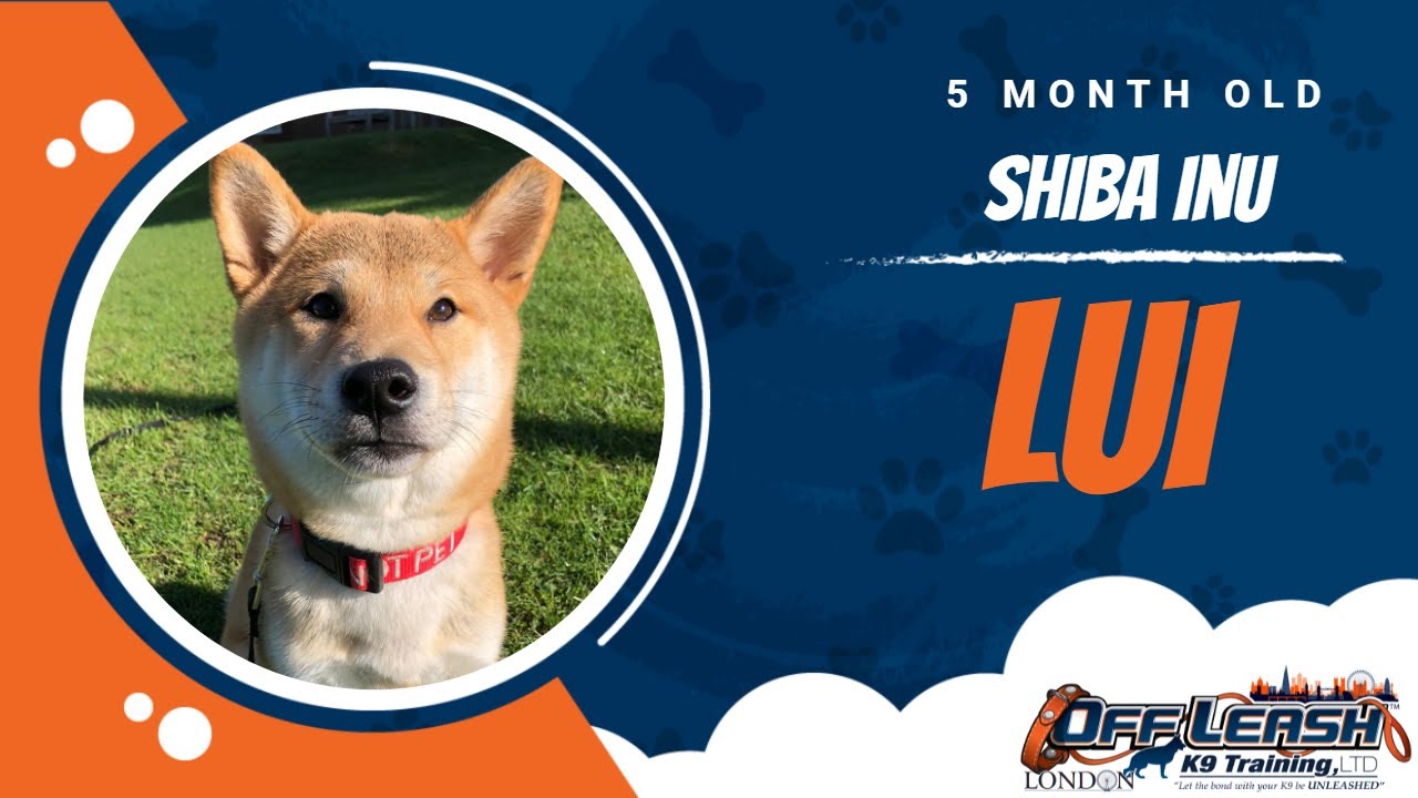 Best Shiba Inu Dog Training | Lui | Dog Training in London - YouTube
