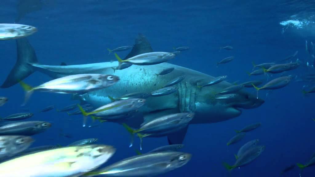 Een van de grootste witte haaien ooit gefilmd! | Island of The Mega ...