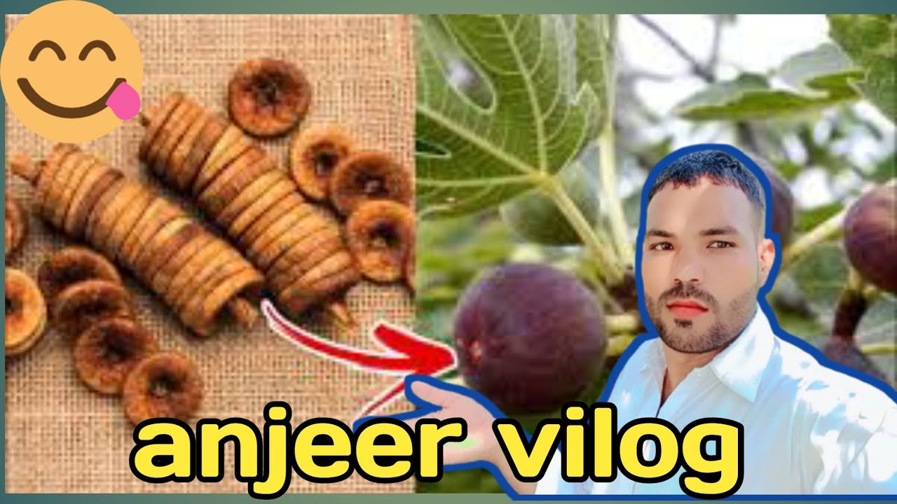 Alhamdulillah hamare Anjeer Pak kar taiyar ho gai 🤗||Shafiq Khan vlogs ...