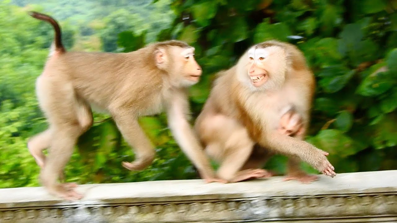 Mom MOLA is scared when adult monkey pushed her on the fence - YouTube