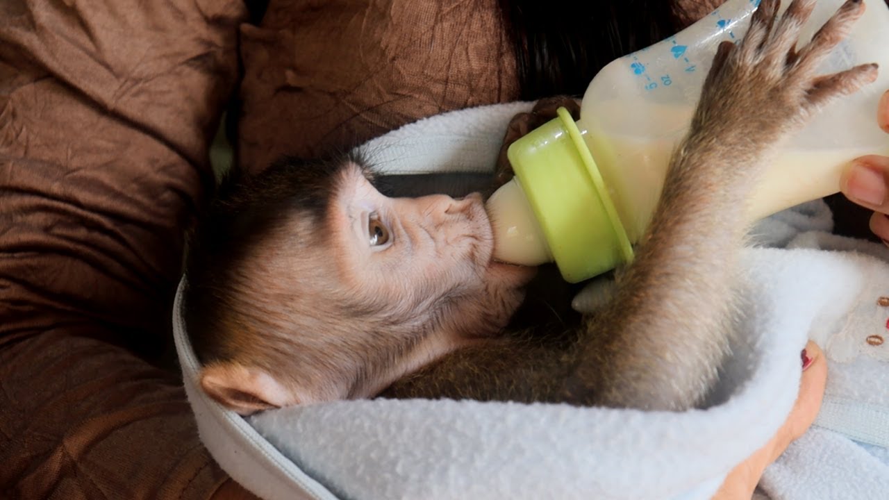 Use Bottle Breastfeeding Milk!! Little Monkey Feeding Milk By Woman so ...