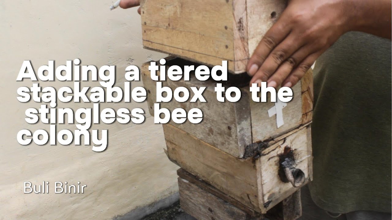 Adding a tiered stackable box to the stingless bee colony #stinglessbee ...