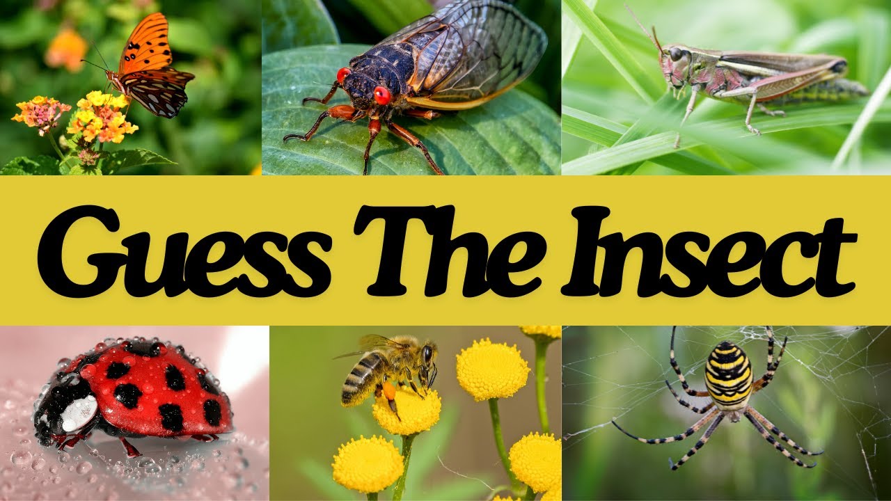 Guess the Insect Quiz: How Many Can You Name?🦋🪲 || Test Your Insect ...