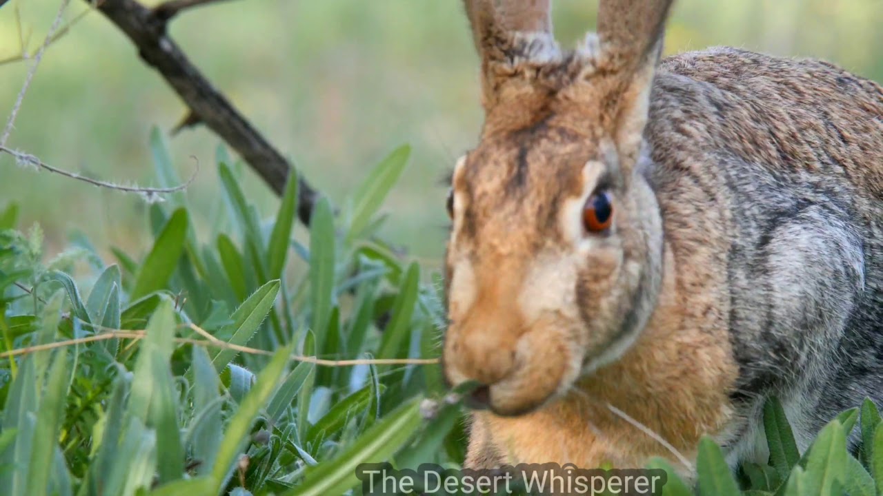 Antelope Jackrabbit (hare) enjoying his greens! - YouTube