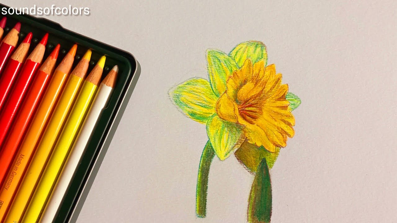 How to Draw a Daffodil Flower | Yellow Flower | Flower Drawing and ...