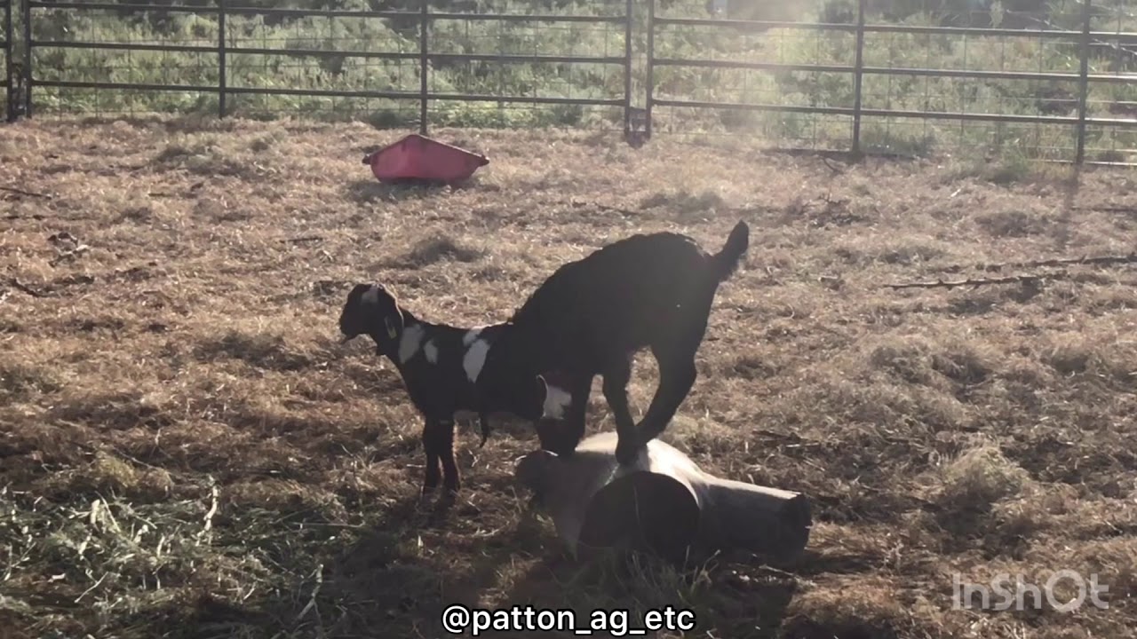 ADORABLE Goats Playing on Stump - YouTube