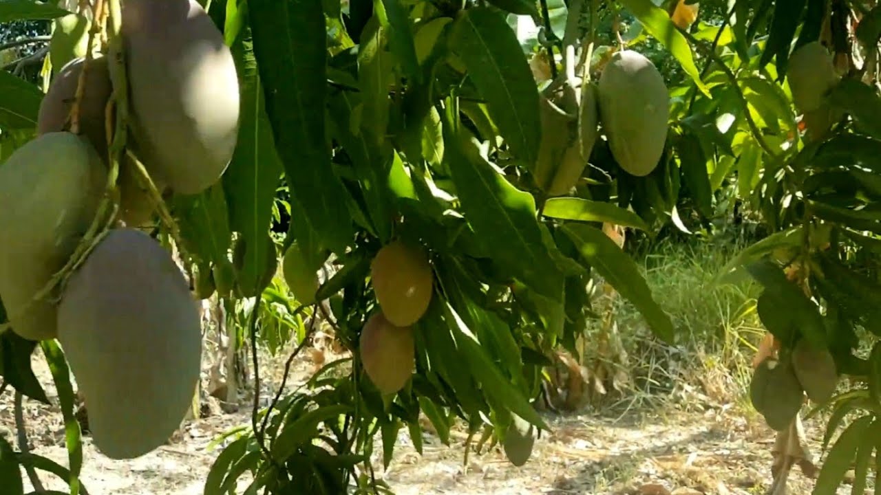 🥭Cosecha de Mangos - Mango Palmer 🥭- Zacatecoluca - El Salvador - YouTube