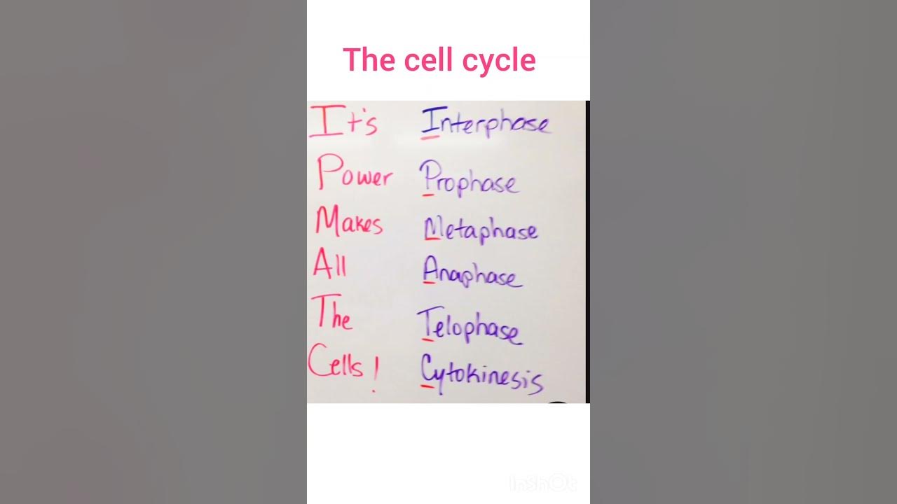 Cell cycle trick #mnemonics - YouTube
