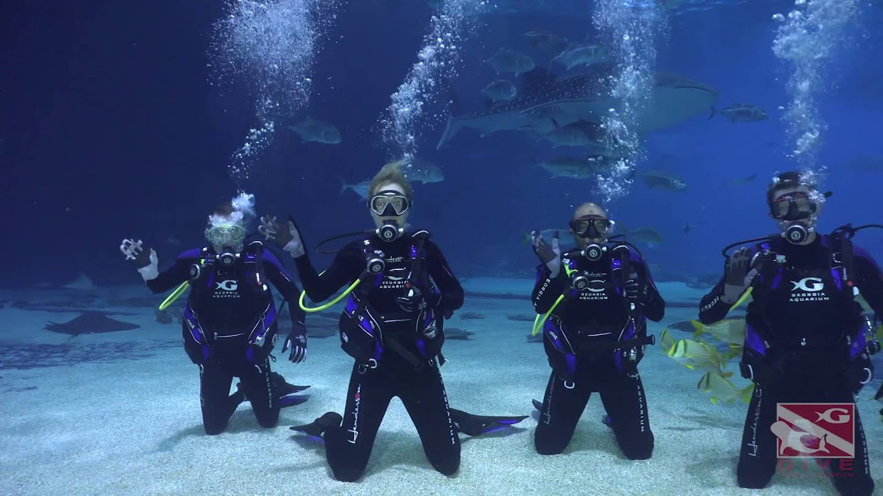 My Georgia Aquarium Dive - YouTube