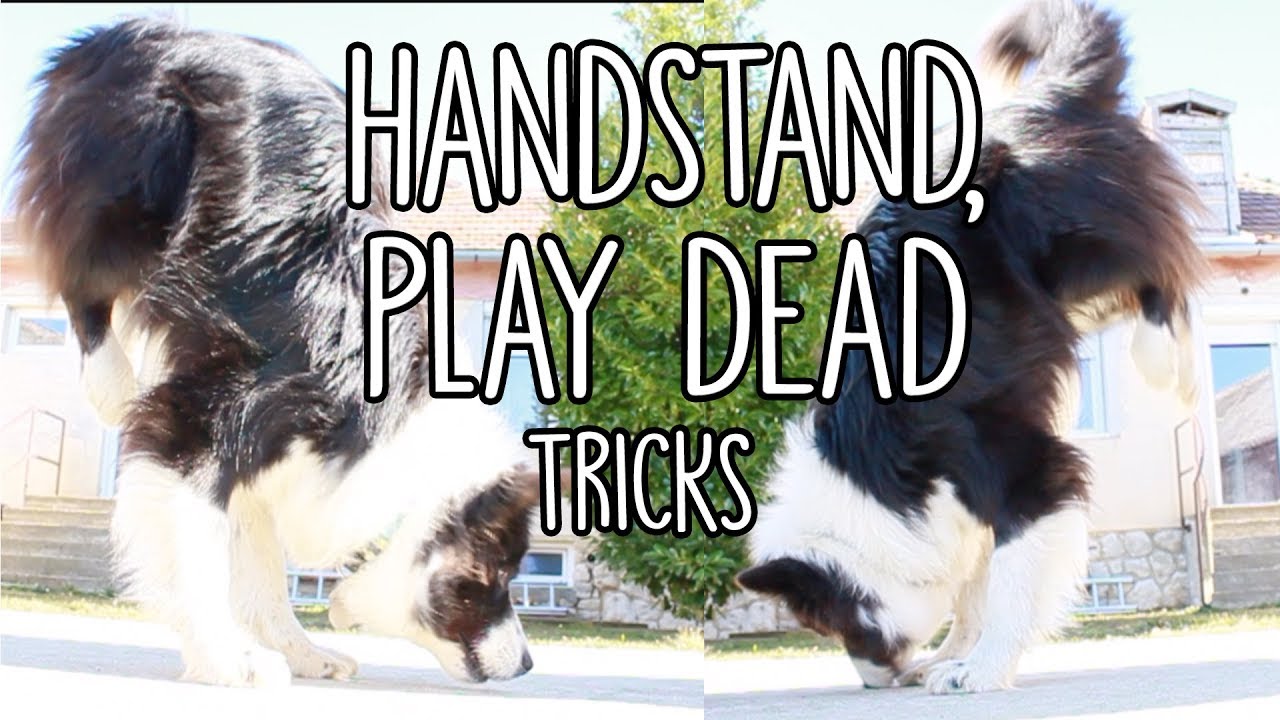 Handstand and Play Dead Practice Highlights - YouTube