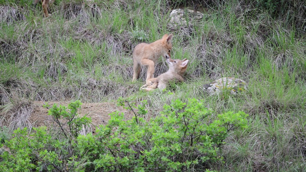 Coyote Pups Playing! - YouTube