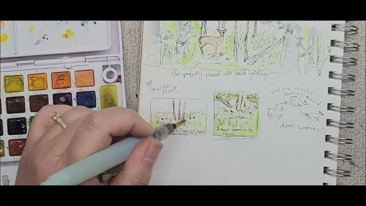 Nature Journal Watercolor - Acadia Deer - YouTube