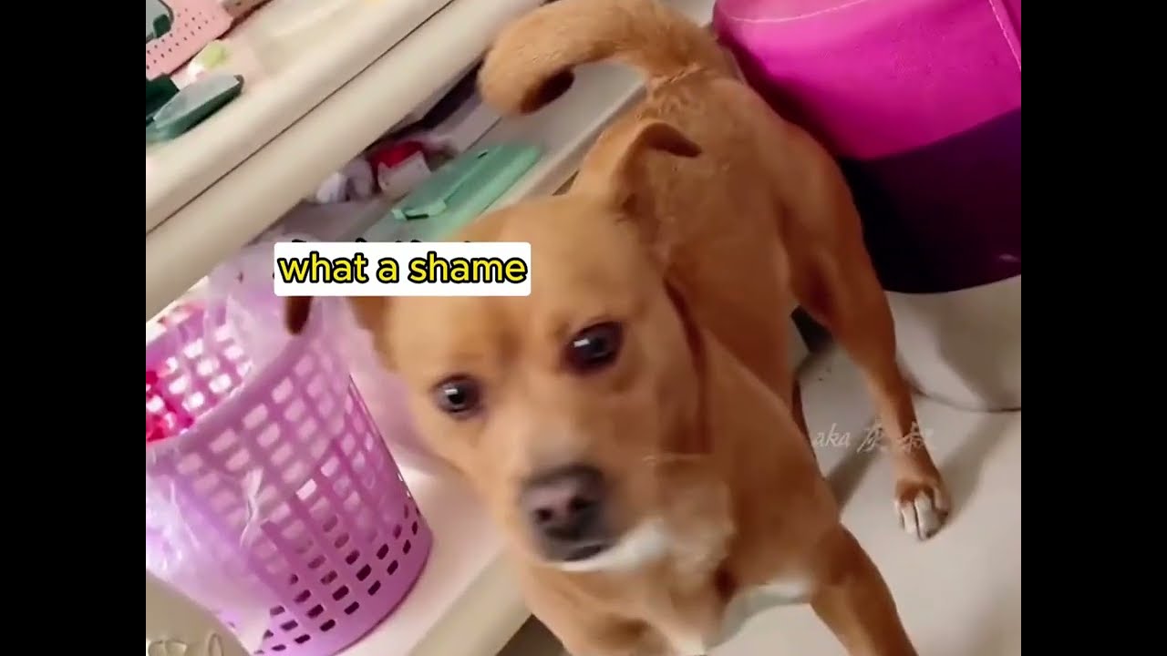 funniest animals fails | FUNNIEST Farm Animals! 😂 | Best Videos for ...