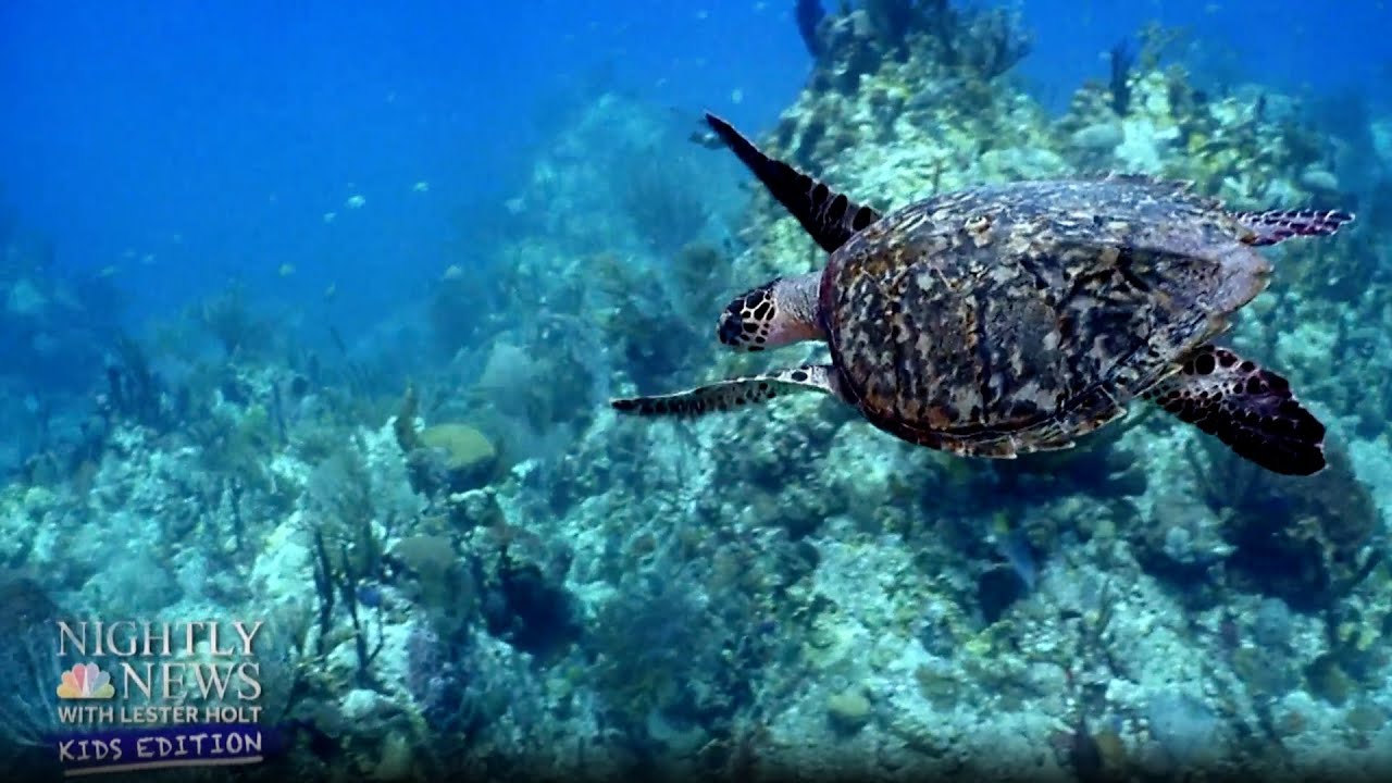 Here's what you can do to help protect the planet in light of Earth Day ...