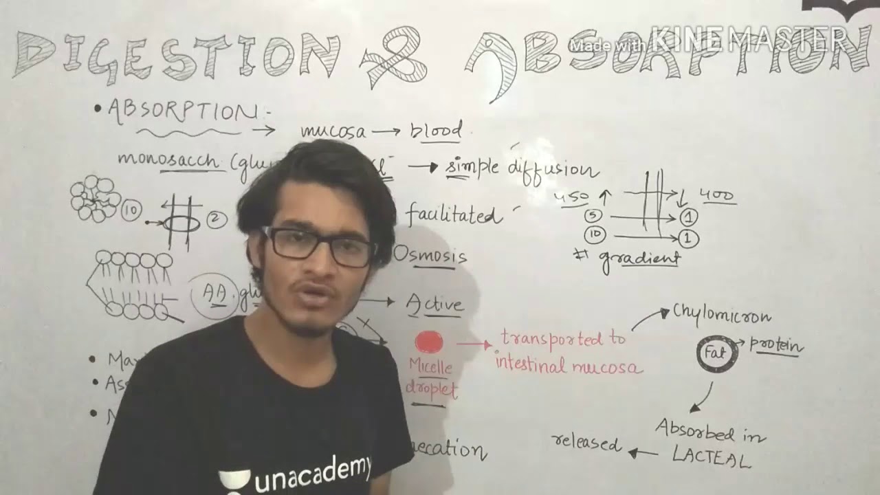 Absorption and assimilation of food in detail. - YouTube