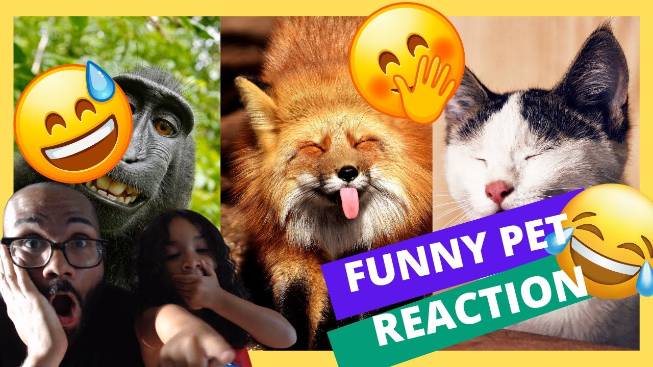 Funniest Pets Reaction - YouTube