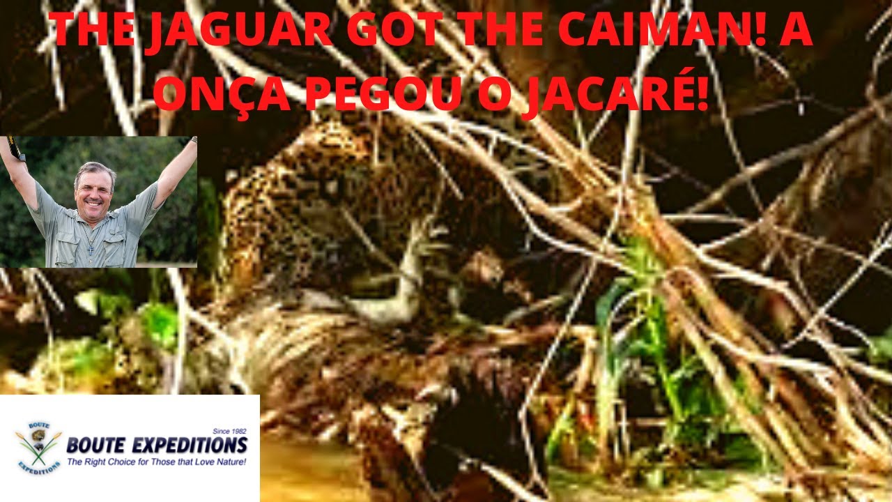 Brazil - Pantanal: Jaguar Trying to eat a caiman! - YouTube